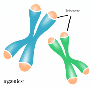 Slow Aging: So schützt du deine Telomere – Ogaenics