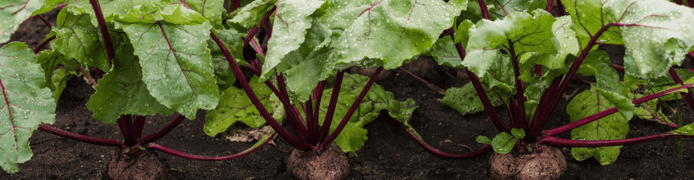 Organic beet - Supplier of natural iron from Ogaenics.